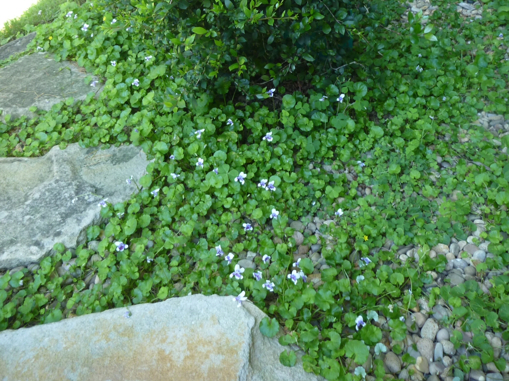 7 Native Australian Plants Perfect for Sydney Gardens | Master Groups