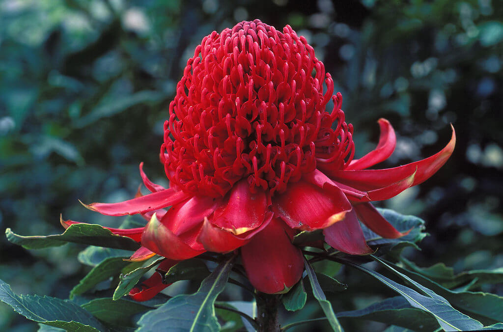 7 Native Australian Plants Perfect for Sydney Gardens | Master Groups